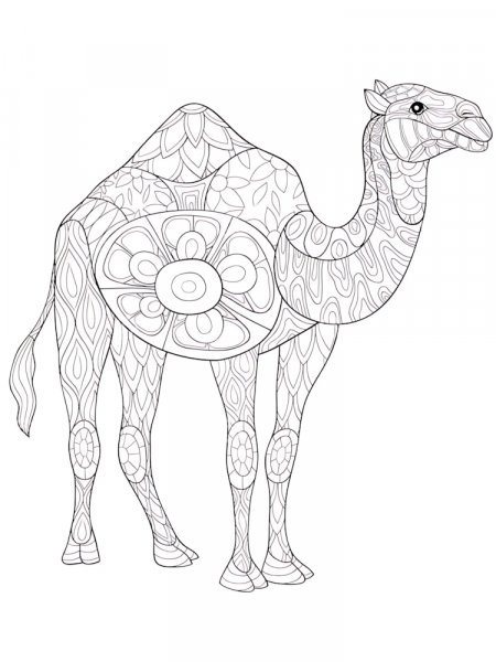 Camel coloring pages for Adults