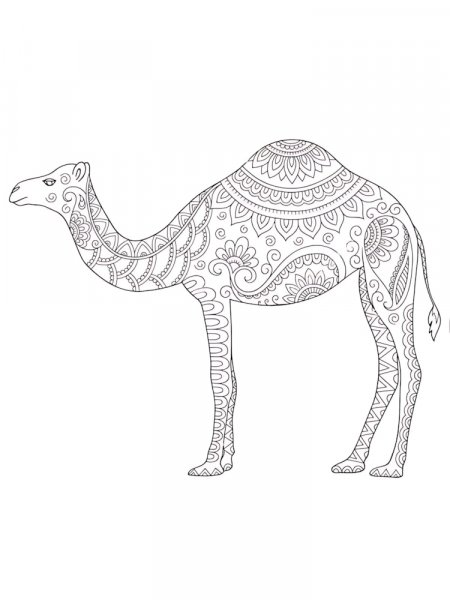 Camel coloring pages for Adults