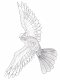 Dove coloring pages for Adults