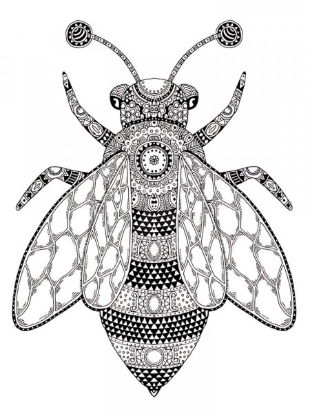 Fly coloring pages for Adults