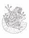 Frog coloring pages for Adults
