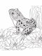 Frog coloring pages for Adults