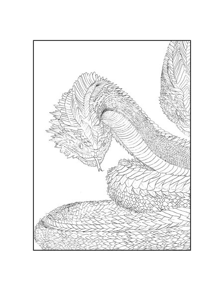 Fantastic Beasts and Where to Find Them coloring pages