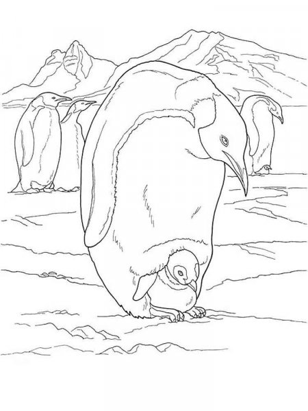 Antarctica coloring pages