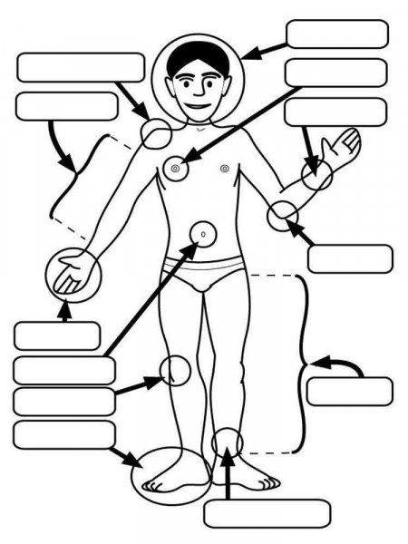 Human Body coloring pages