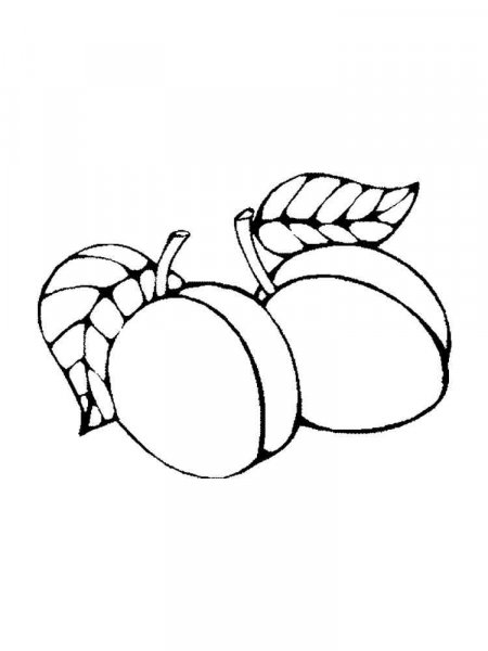Apricot coloring pages