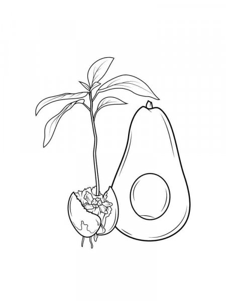 Avocado coloring pages
