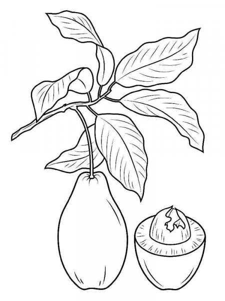 Avocado coloring pages