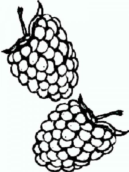 Blackberry coloring pages