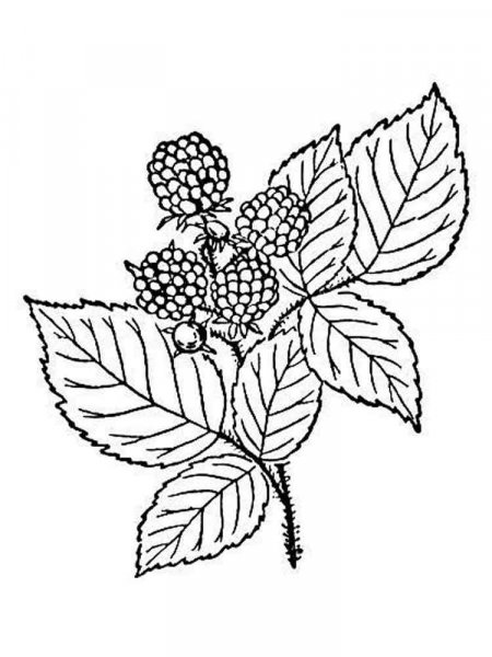 Blackberry coloring pages