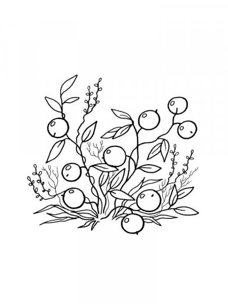 Cranberry coloring pages
