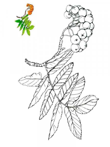 Rowan coloring pages
