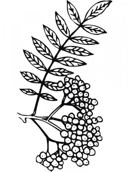 Rowan coloring pages