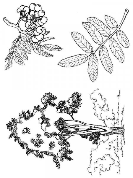 Rowan coloring pages
