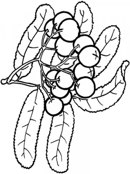 Rowan coloring pages