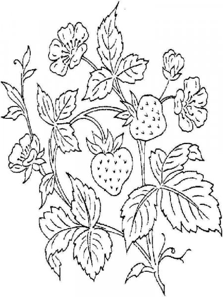 Strawberry coloring pages