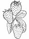 Strawberry coloring pages