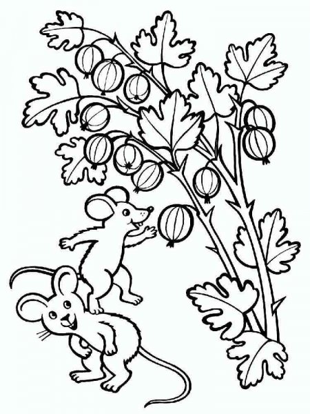 Gooseberry coloring pages