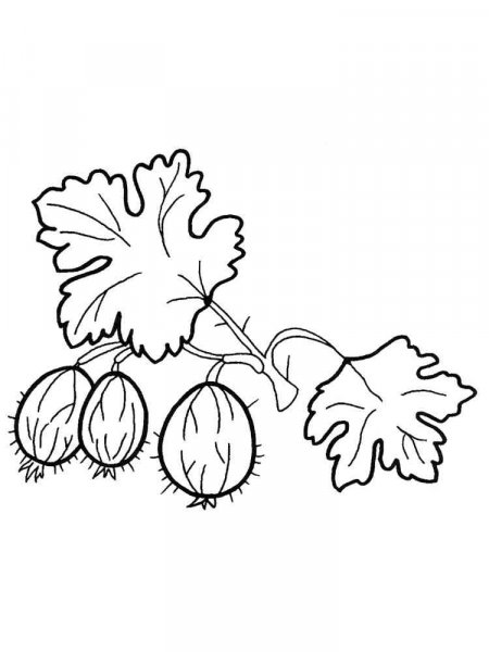 Gooseberry coloring pages