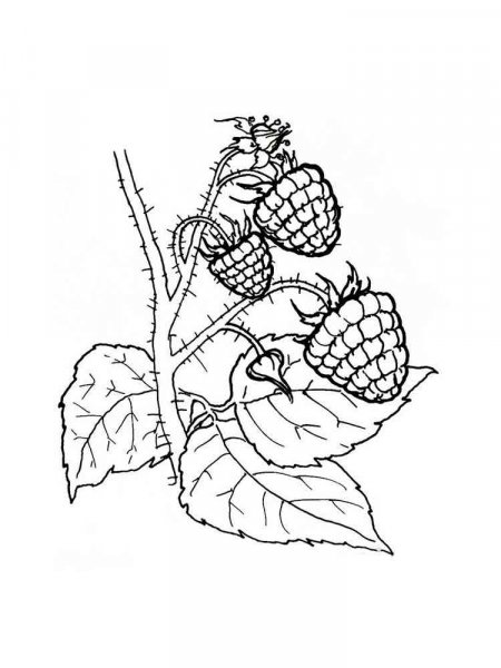 Raspberry coloring pages