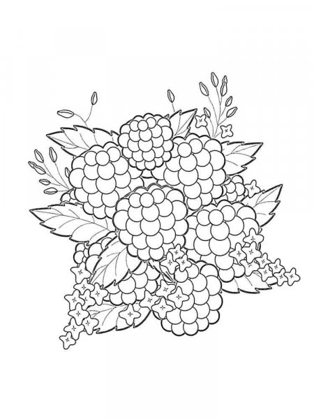 Raspberry coloring pages