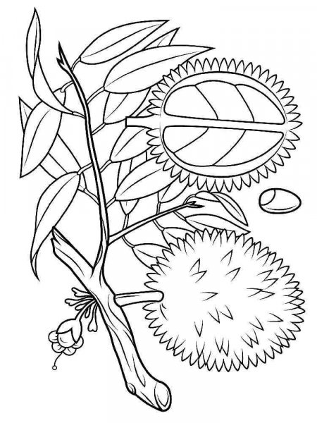 Durian coloring pages