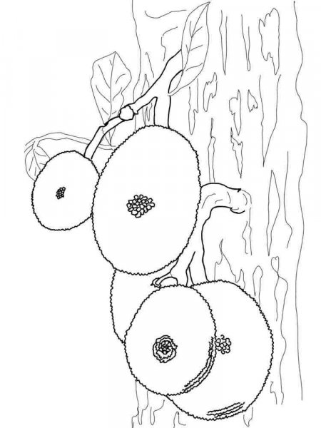 Jackfruit coloring pages