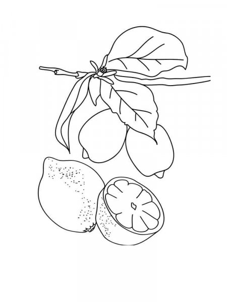 Lemon coloring pages