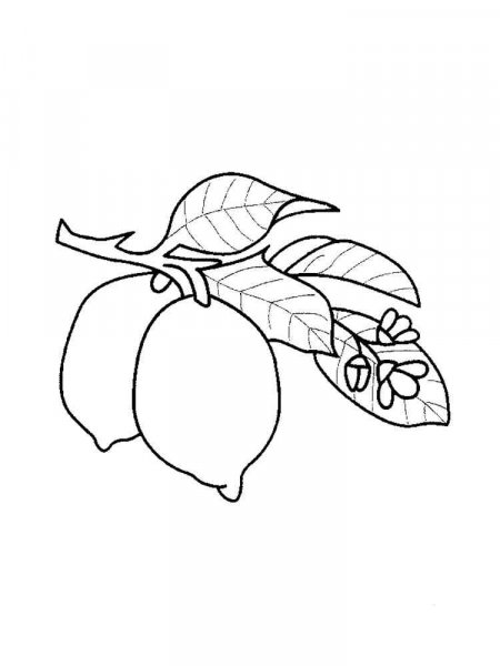 Lemon coloring pages