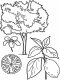 Lemon coloring pages