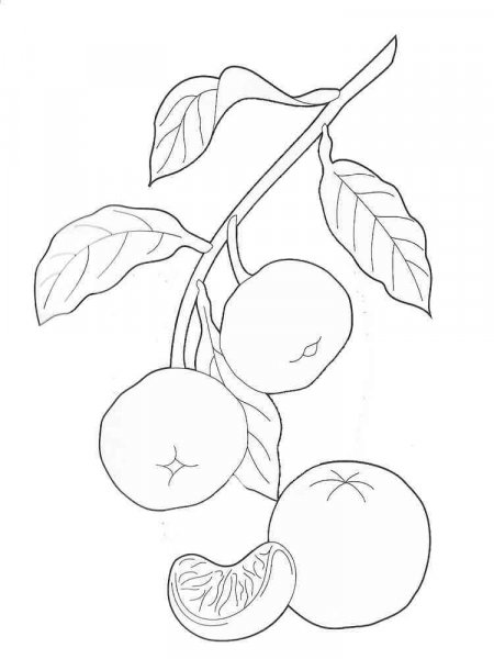 Tangerine coloring pages