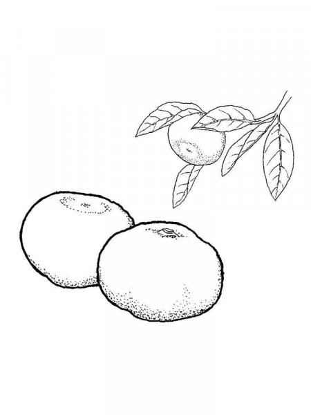 Tangerine coloring pages