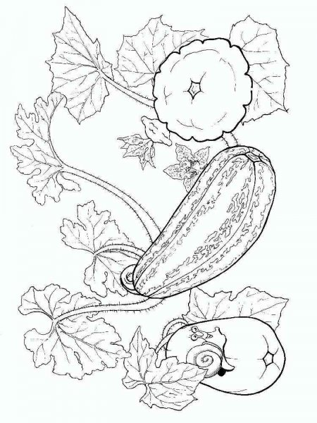 Melon coloring pages