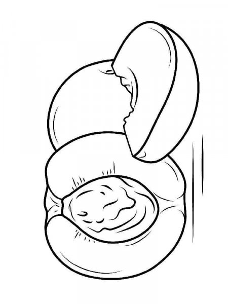 Nectarine coloring pages