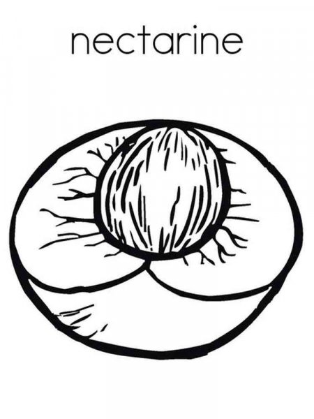 Nectarine coloring pages