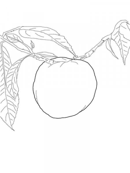 Nectarine coloring pages