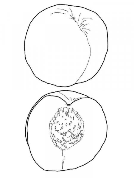 Nectarine coloring pages
