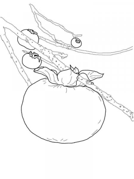 Persimmon coloring pages