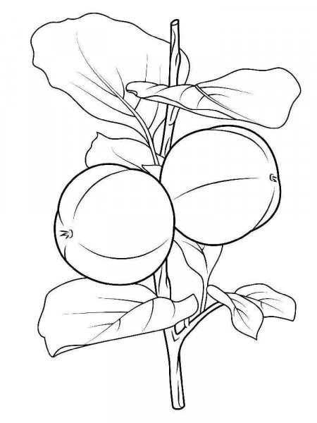 Persimmon coloring pages