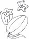 Star Fruit coloring pages