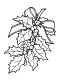 Christmas Holly coloring page - Free printable