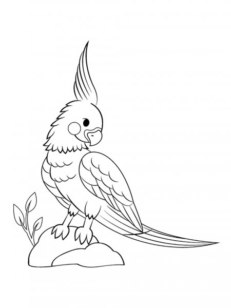 Cockatiel coloring pages