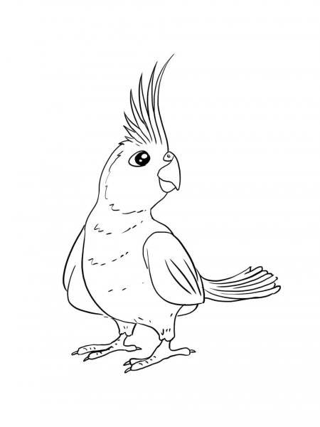Cockatiel coloring pages