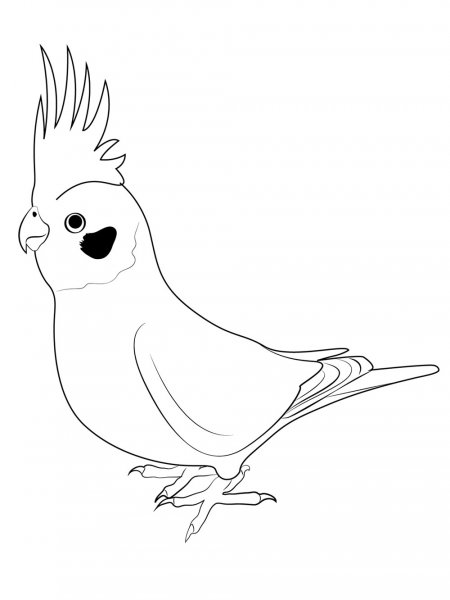 Cockatiel coloring pages