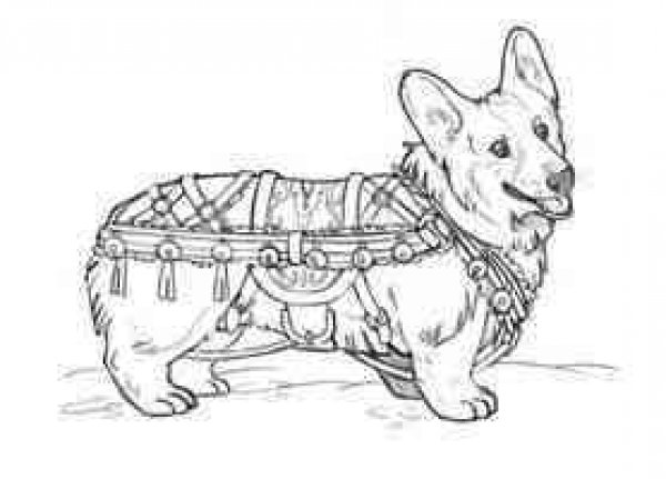 Corgi coloring pages