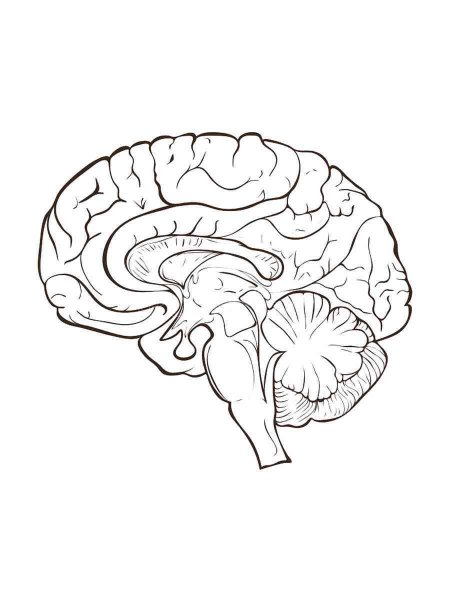 Human Brain coloring pages