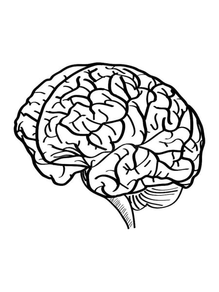 Human Brain coloring pages