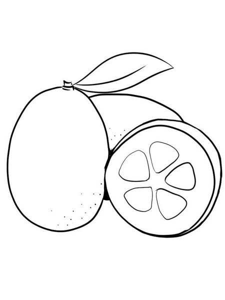 Kumquat coloring pages