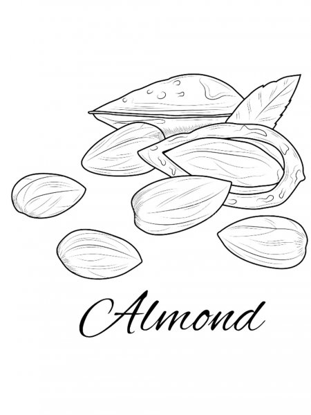 Nuts coloring pages