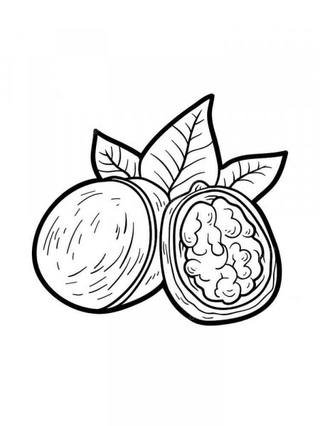Nuts coloring pages